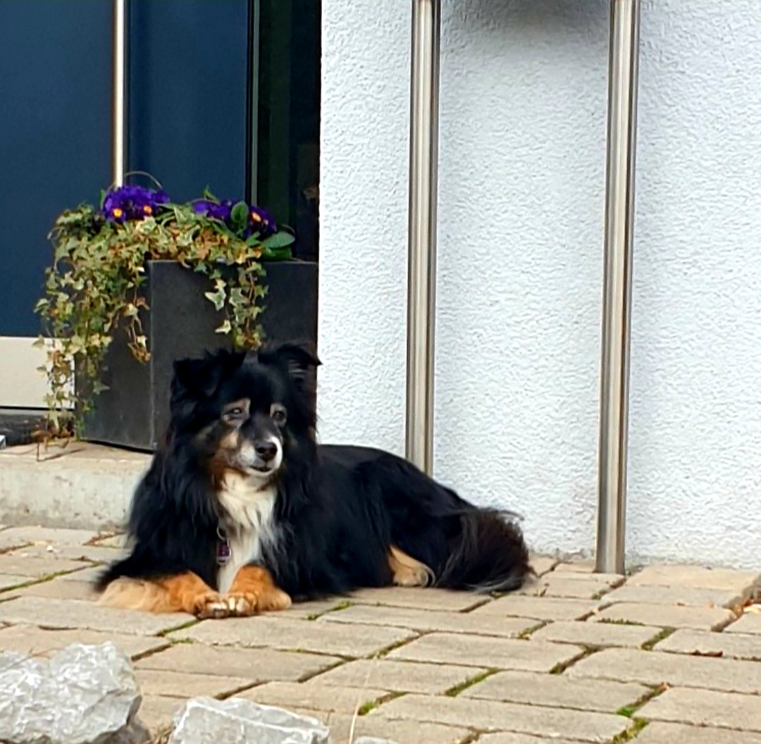 Shelly - Trauer um Hunde verstehen und bewältigen - Lebewohl, Fellnase