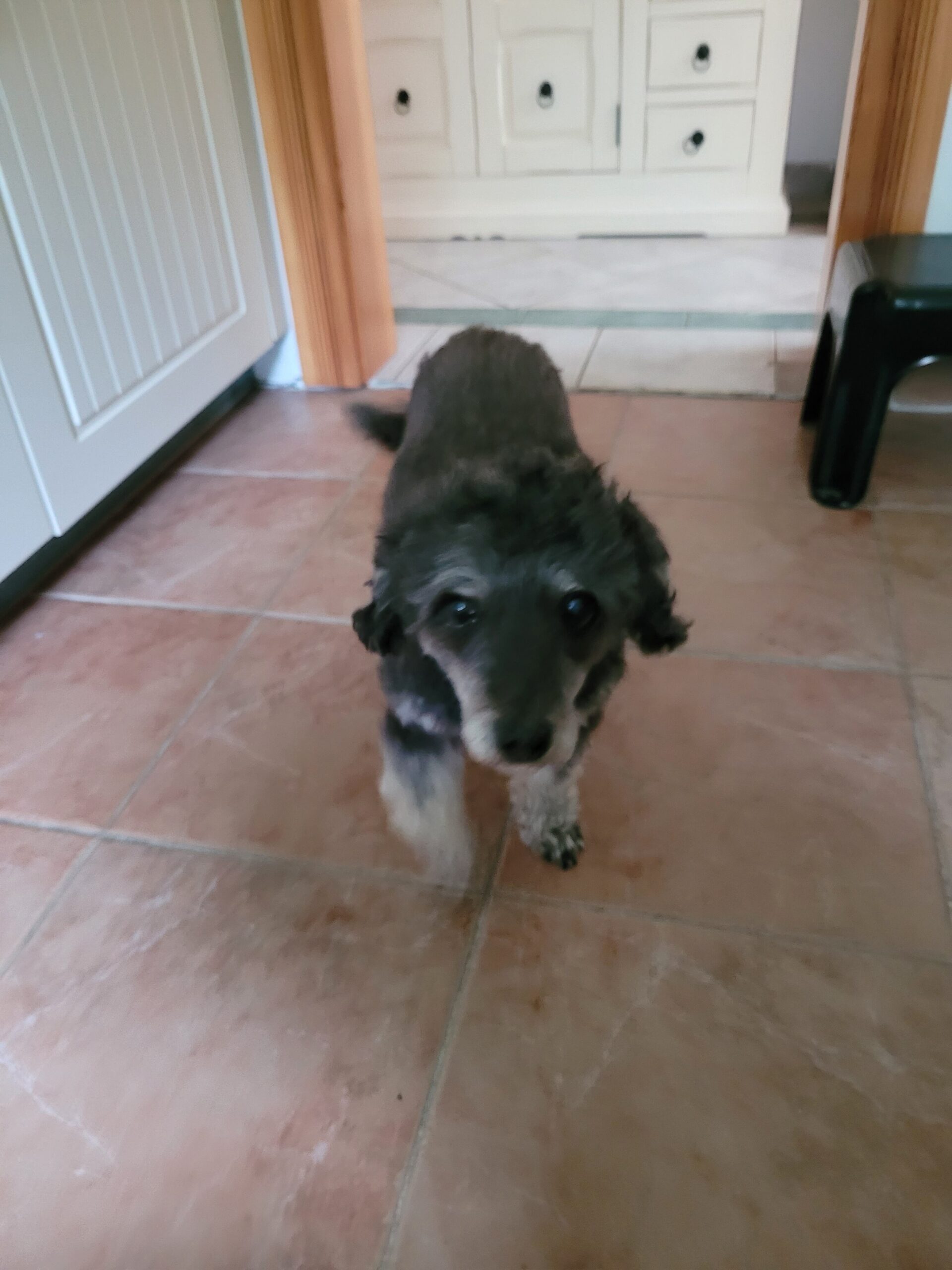 Fussel - Trauer um Hunde verstehen und bewältigen - Lebewohl, Fellnase