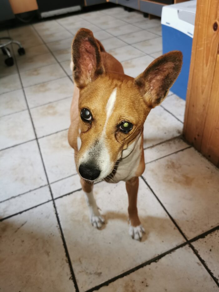 Luna - Trauer um Hunde verstehen und bewältigen - Lebewohl, Fellnase