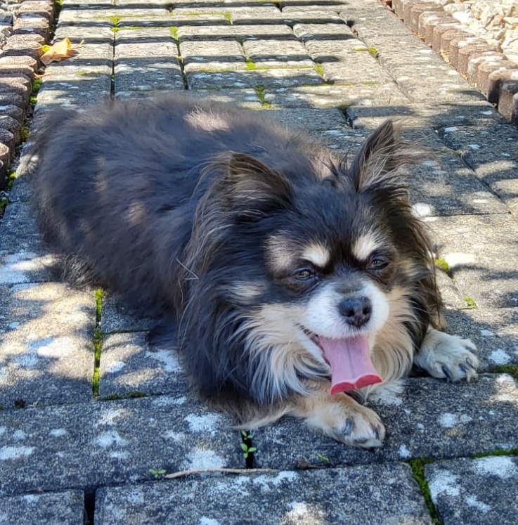 Chico - Trauer um Hunde verstehen und bewältigen - Lebewohl, Fellnase